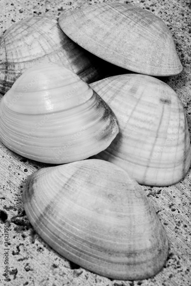From the shell and all kinds of shells from the front view. Sea shells ...