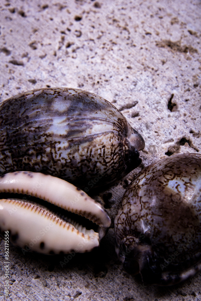 From the shell and all kinds of shells from the front view. Sea shells ...