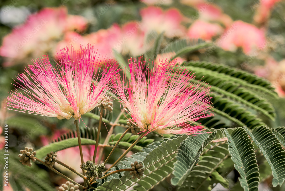 Persian Silk Tree (Albizia julibrissin) in park, south coast of Crimea ...