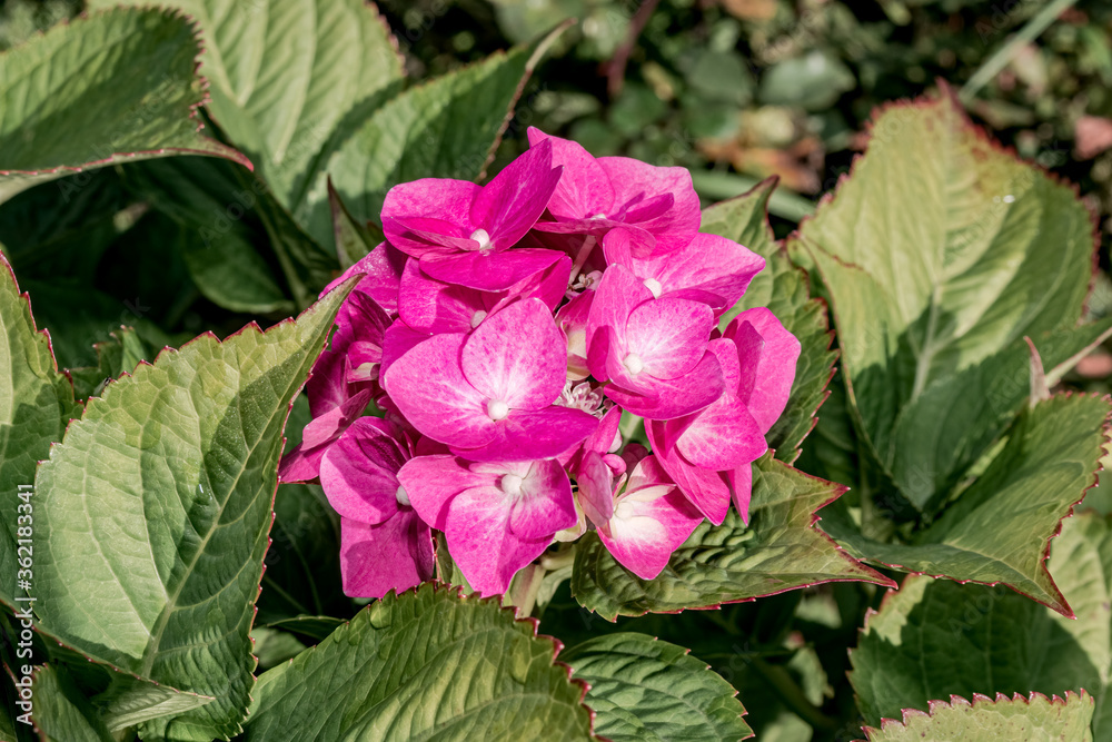 Bigleaf Hydrangea (Hydrangea macrophylla) in garden Stock Photo | Adobe ...