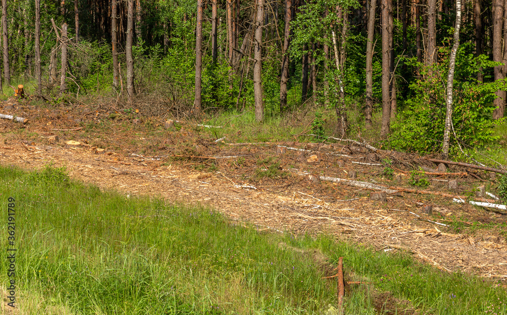 Area of illegal logging. Forests Deforestation humans are causing global warming. Deforestation ...