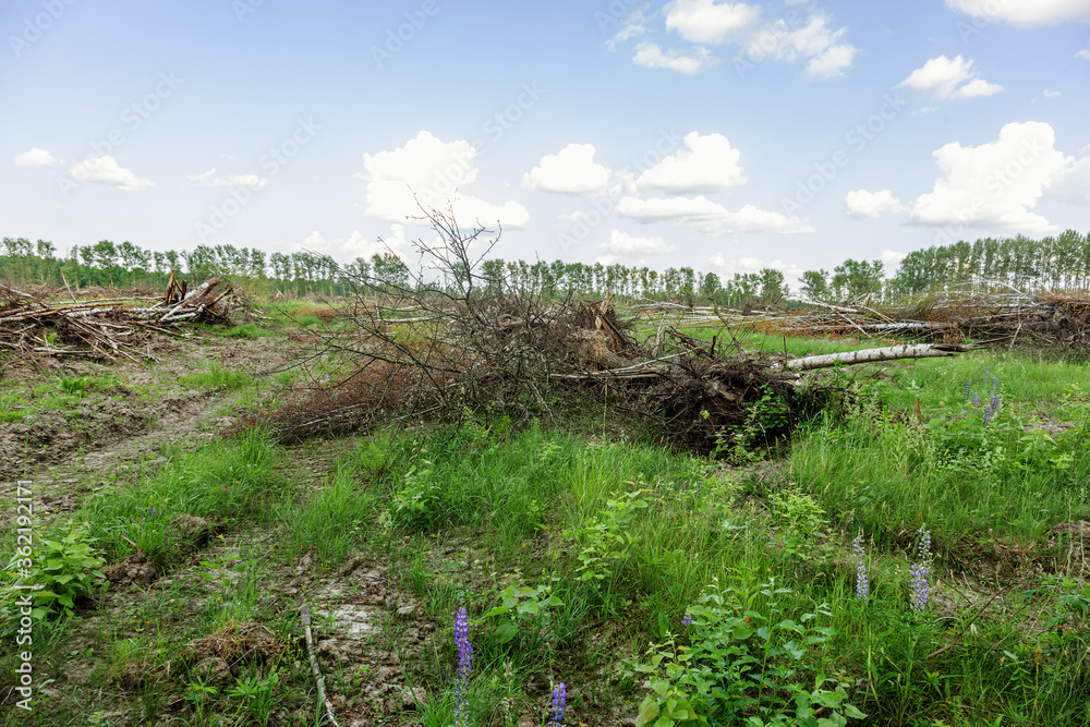 Area of illegal logging. Forests Deforestation humans are causing global warming. Deforestation ...