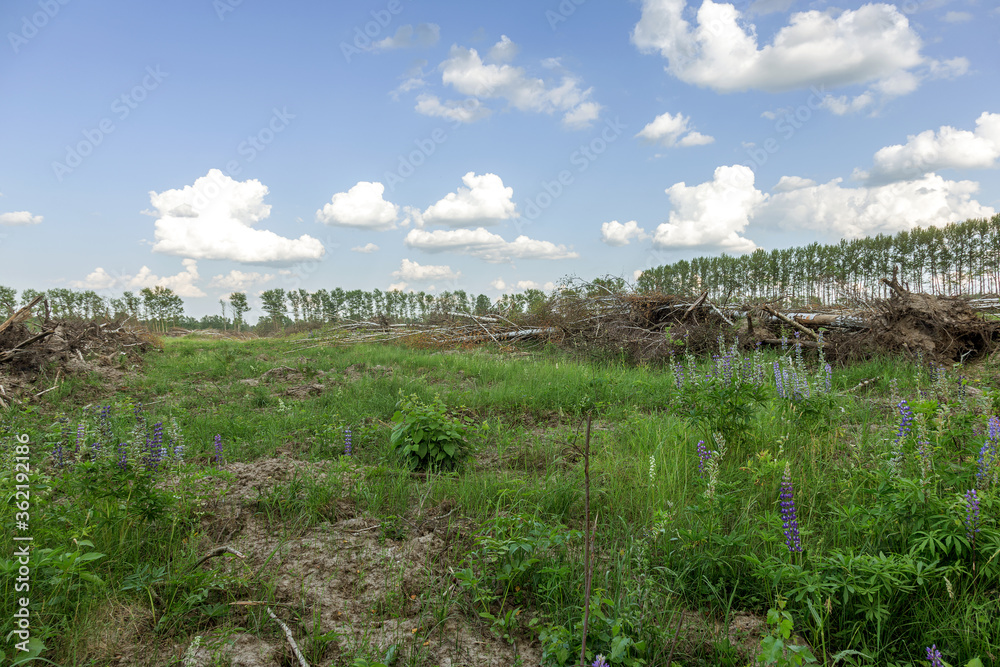 Area of illegal logging. Forests Deforestation humans are causing global warming. Deforestation ...