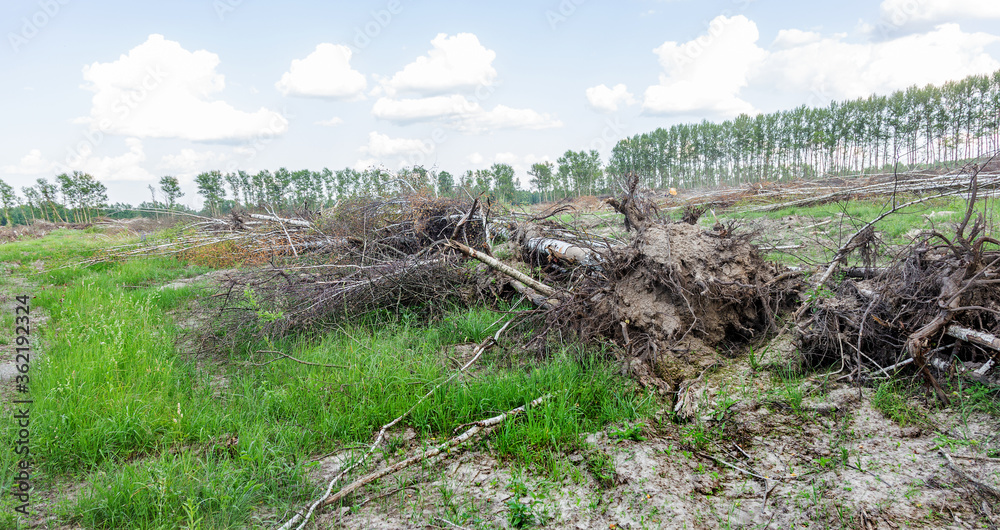 Area of illegal logging. Forests Deforestation humans are causing global warming. Deforestation ...