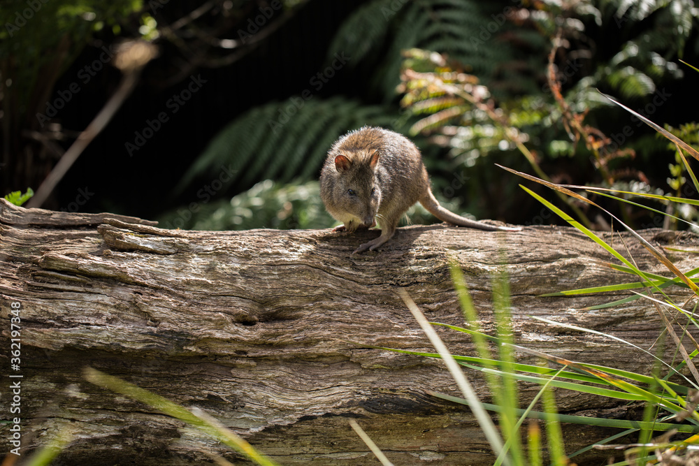 Gilbert's potoroo or ngilkat (Potorous gilbertii) is Australia's most ...