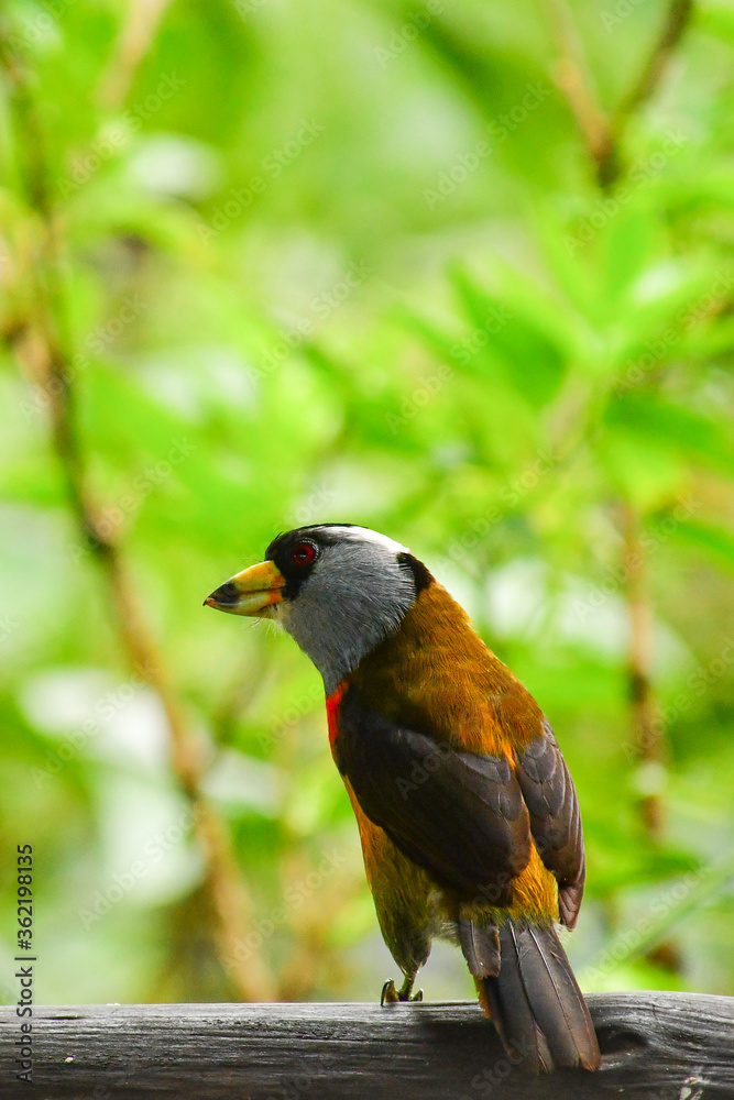 El tucán cabezón, barbudo tucán, compás o yumbo / Toucan Barbet ...