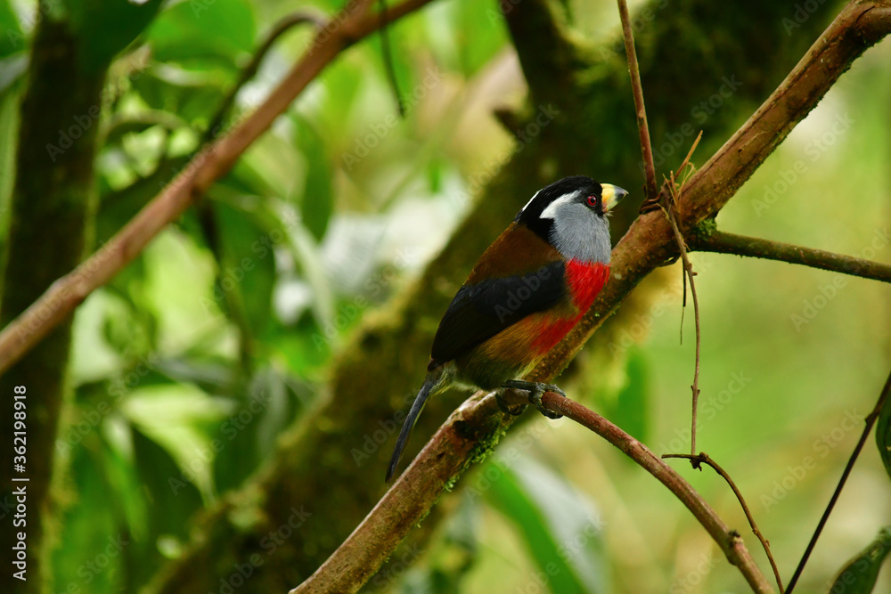 El tucán cabezón, barbudo tucán, compás o yumbo / Toucan Barbet ...