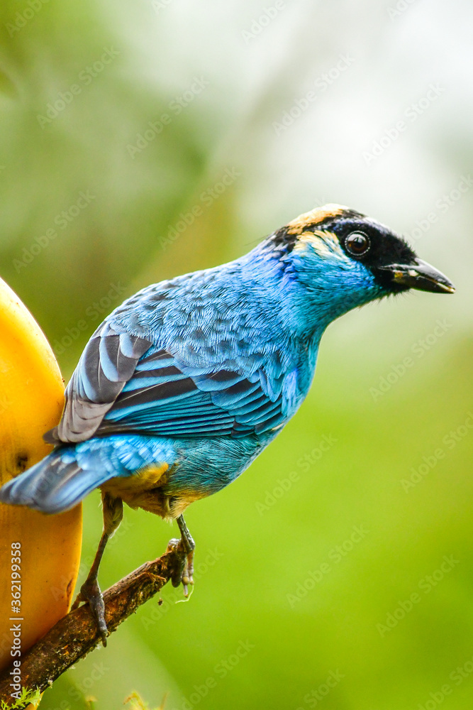 Tangara Nuquirrufa / Golden Naped Tanager / Tangara ruficervix ubicada ...