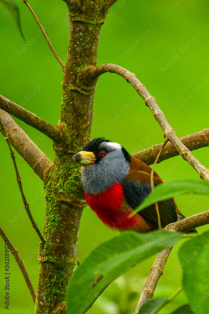 El tucán cabezón, barbudo tucán, compás o yumbo / Toucan Barbet ...