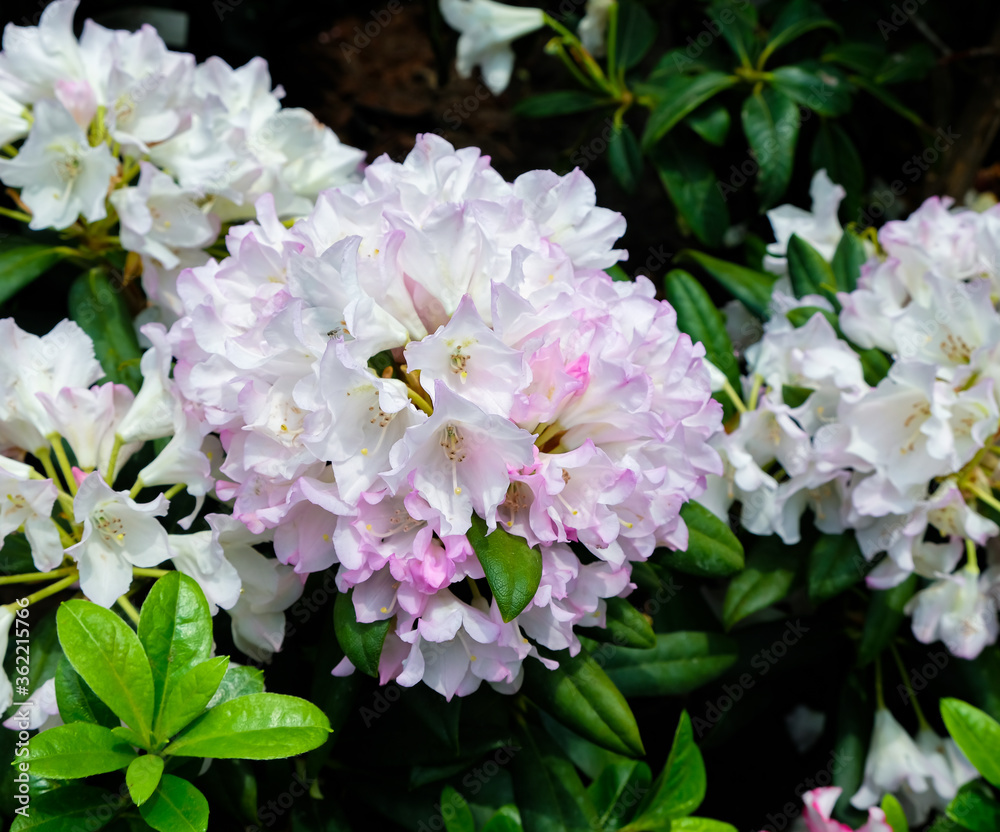 Rhododendron Loderi Pink Diamond is the large sweetly scented trusses ...
