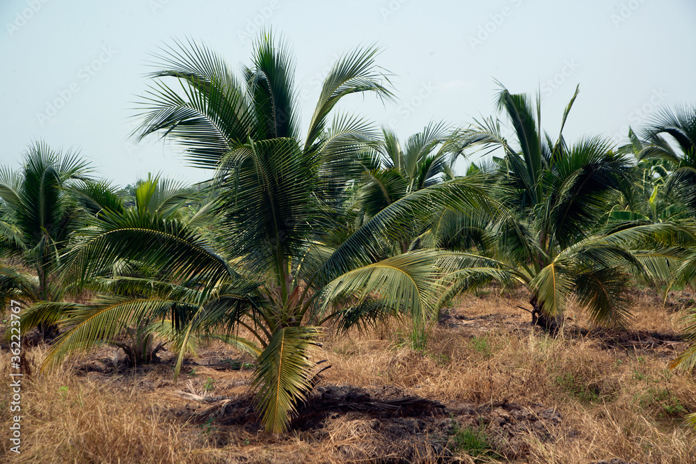 Coconut farm, plantation coconut, coconut plam tree in Thailand. Stock ...