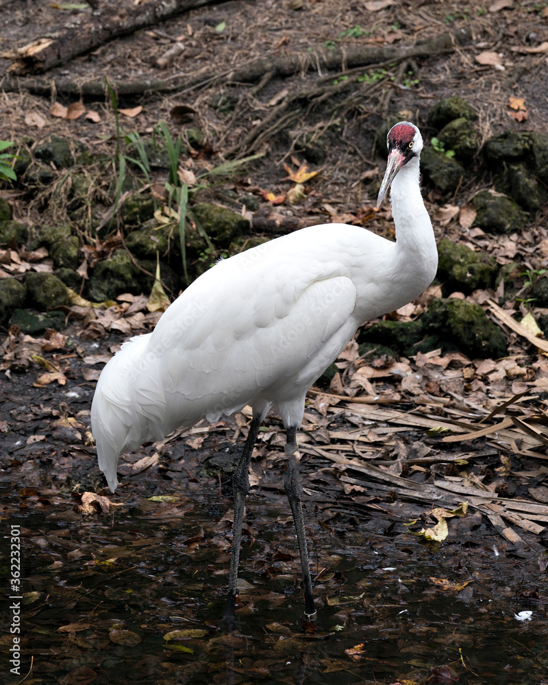 Whooping crane bird stock photos. Picture. Portrait. Image. Photo ...