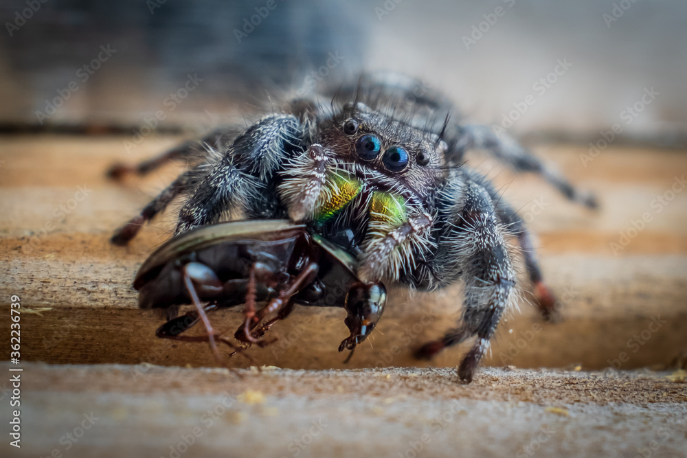 Macro of a bold jumping spider feasts on a beetle. Stock Photo | Adobe ...