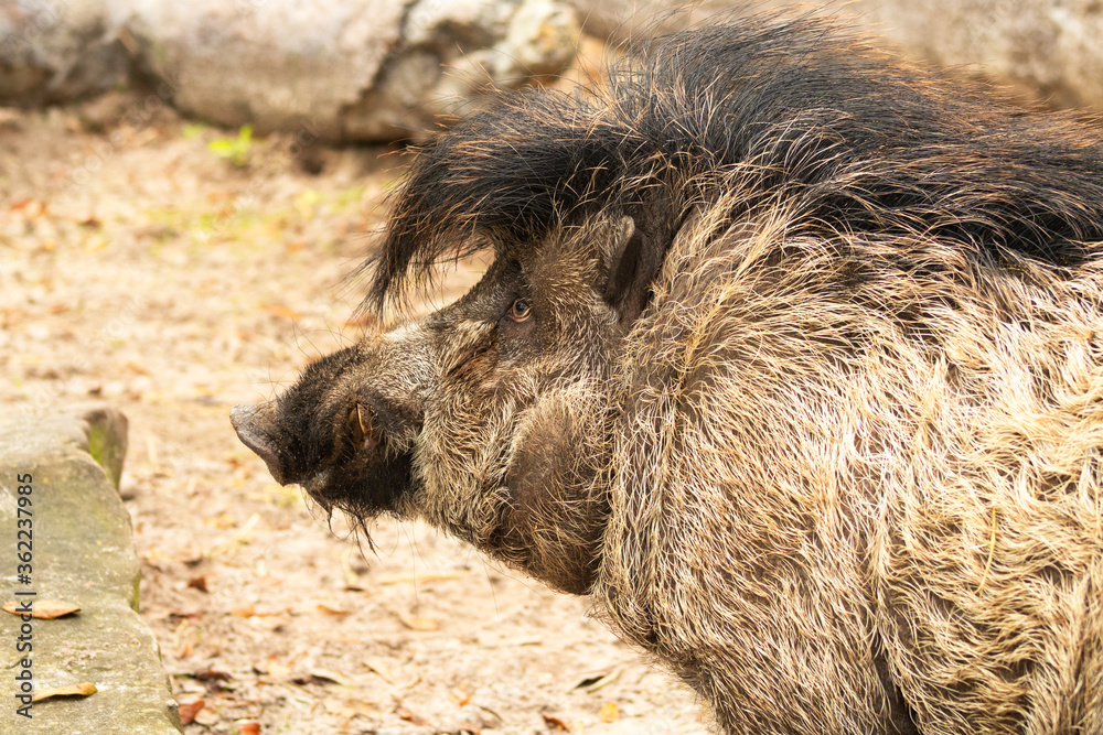 Visayan Warty Pig Stock Photo | Adobe Stock