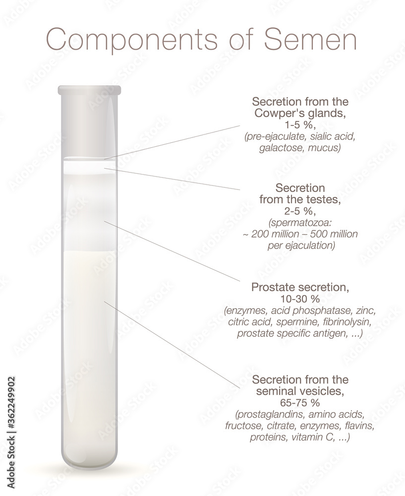 Poster Components of semen infographic – Wall Art | UkPosters