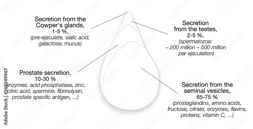 Semen components. Drop of sperm with percentage of secretions from ...