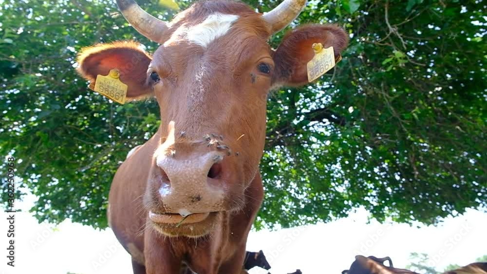 Video Stock Portrait of a cow in the pasture. Animal head close up ...