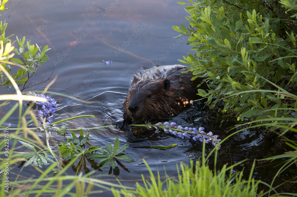Foto Stock Beaver Animal Stock Photos. Beaver close-up profile view ...