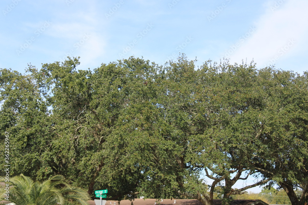 trees on beautiful day, tree, sky, nature, green, landscape, trees ...