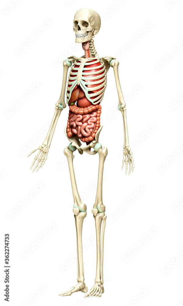 3d rendered medically accurate illustration of Internal organs and ...