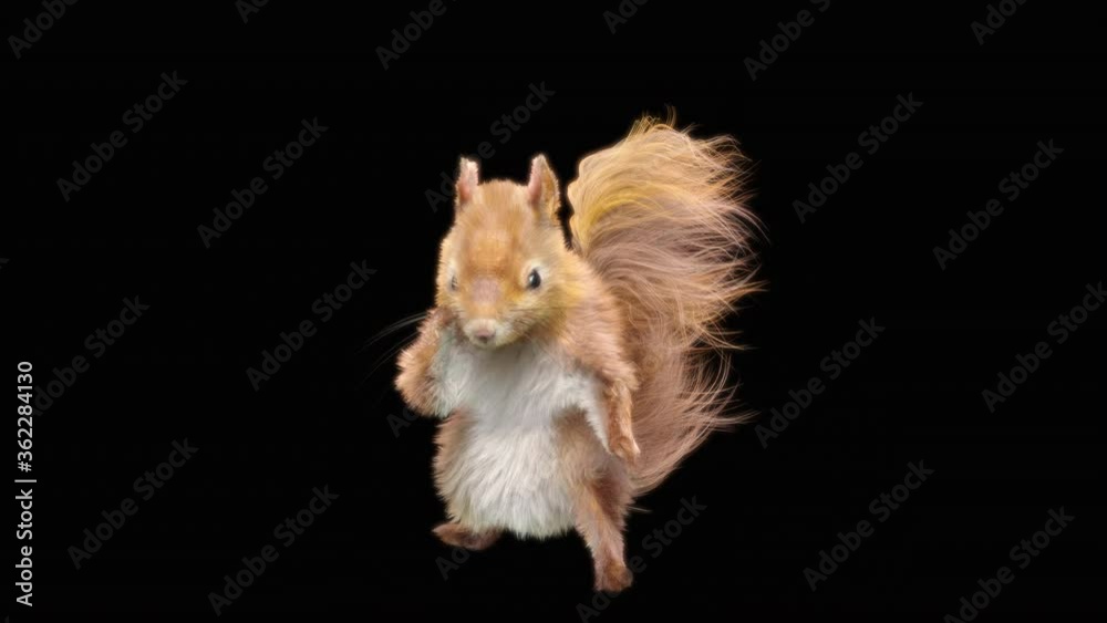 squirrel CG fur. 3d rendering, animal realistic CGI VFX, Animation Loop ...