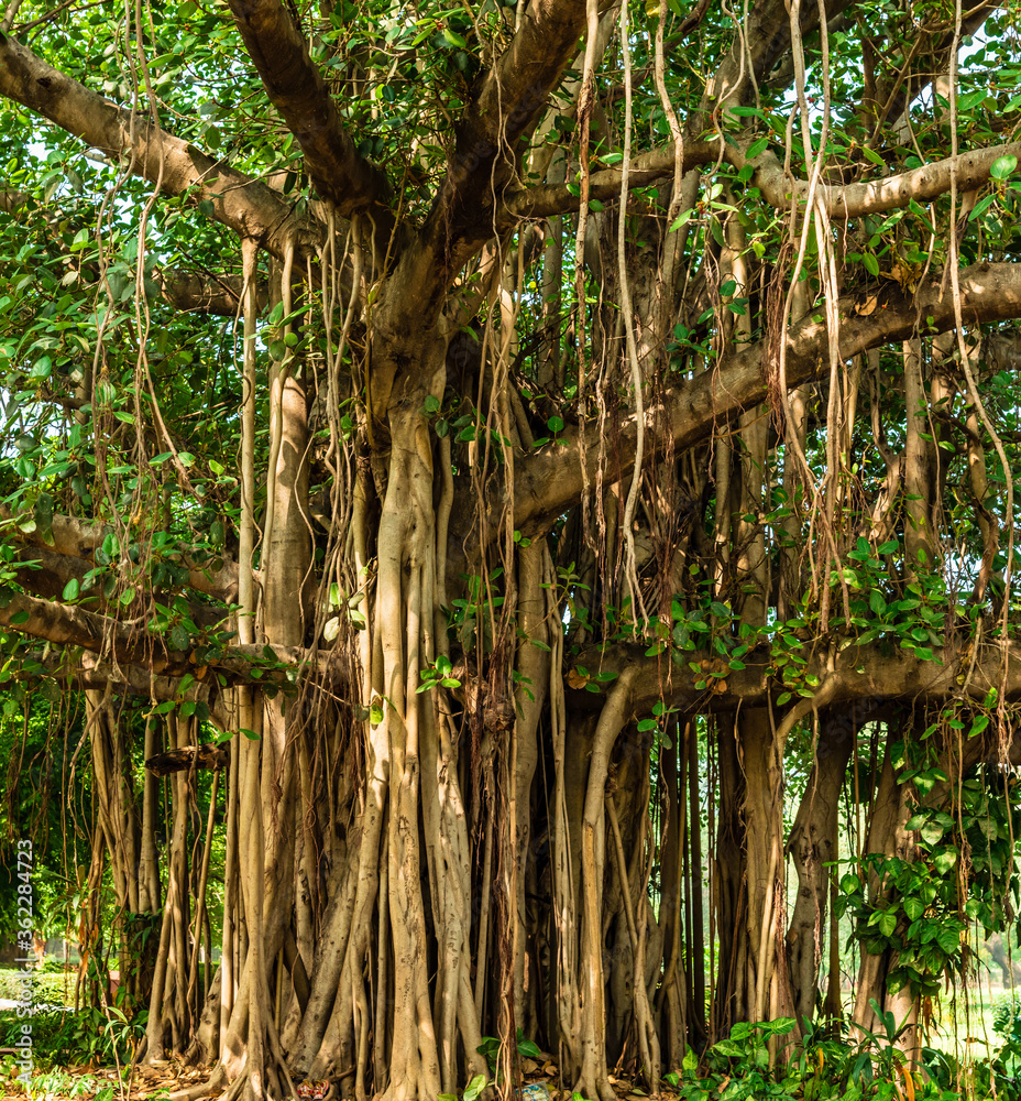 Foto de Banyan or banian is a fig that begins its life as an epiphyte ...