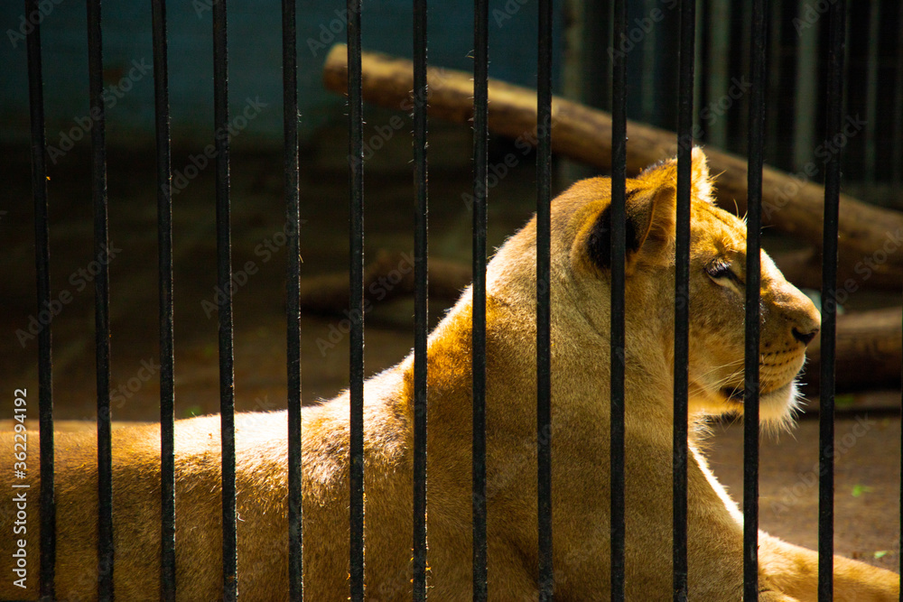 sad lioness in the cage of the zoo. singl lion resting on stone floor ...