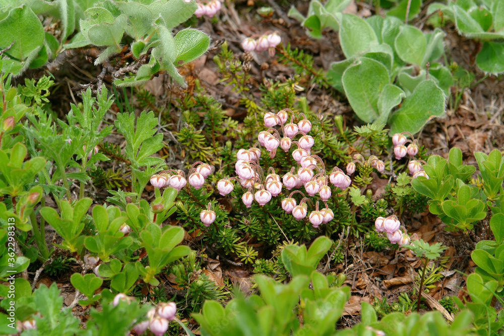 Flora of Kamchatka Peninsula: a tiny pink flowers of Phyllodoce ...