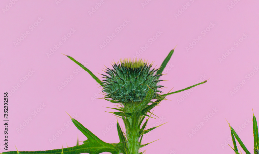 Close-up of the leaf lobes of a spear thistle also kwon as common ...