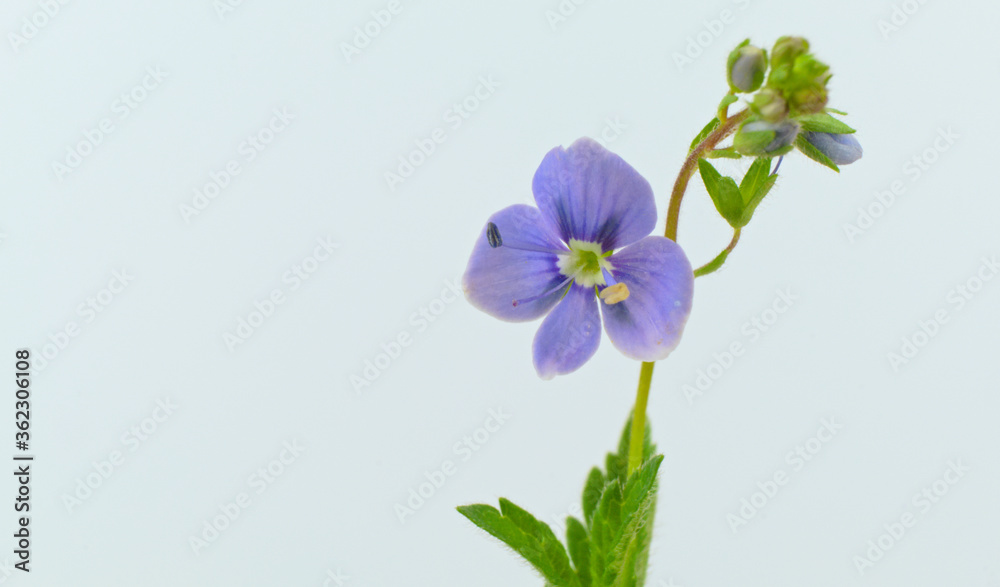 Tiny wild blue/violet spring flowers known as slender speedwell or ...