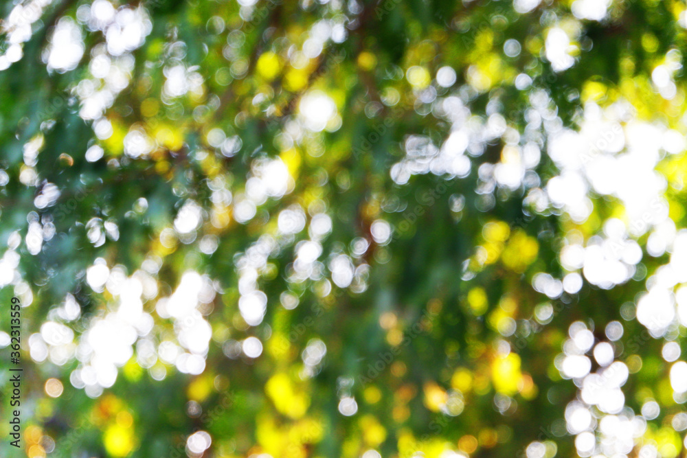 bokeh blur background under tree with sunshine and leaf Stock Photo ...