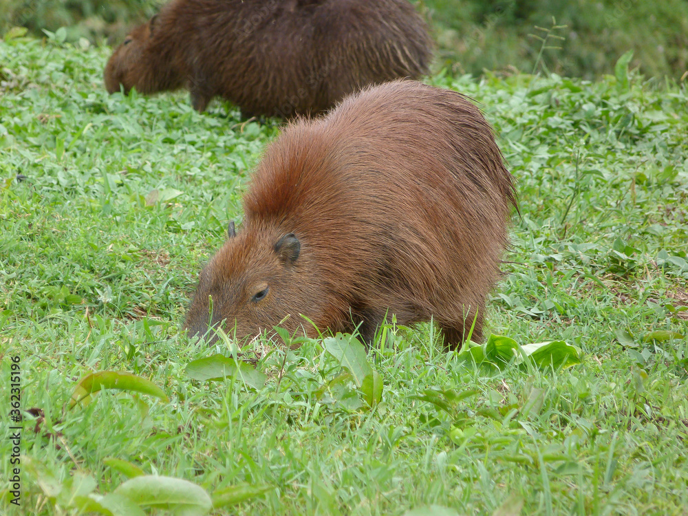 Hidrochoerus hidrochaeris, Capibara comiendo hierba en la selva. Stock ...
