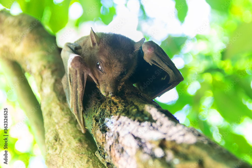 Bat portrait. Indian flying fox (Pteropus giganteus chinghaiensis) from ...
