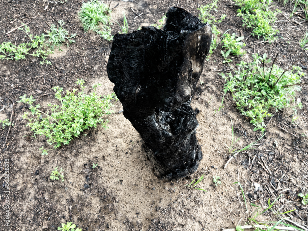 Forestry. Burnt tree trunks after a forest fire that took place three ...