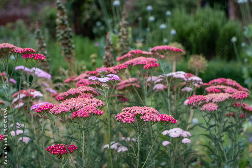 Colourful achillea flowers in the historic walled garden at Eastcote ...
