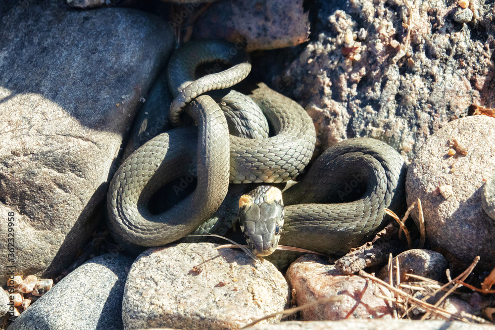 Common Grass-snake (Natrix natrix) from the East Baltic sea coast ...