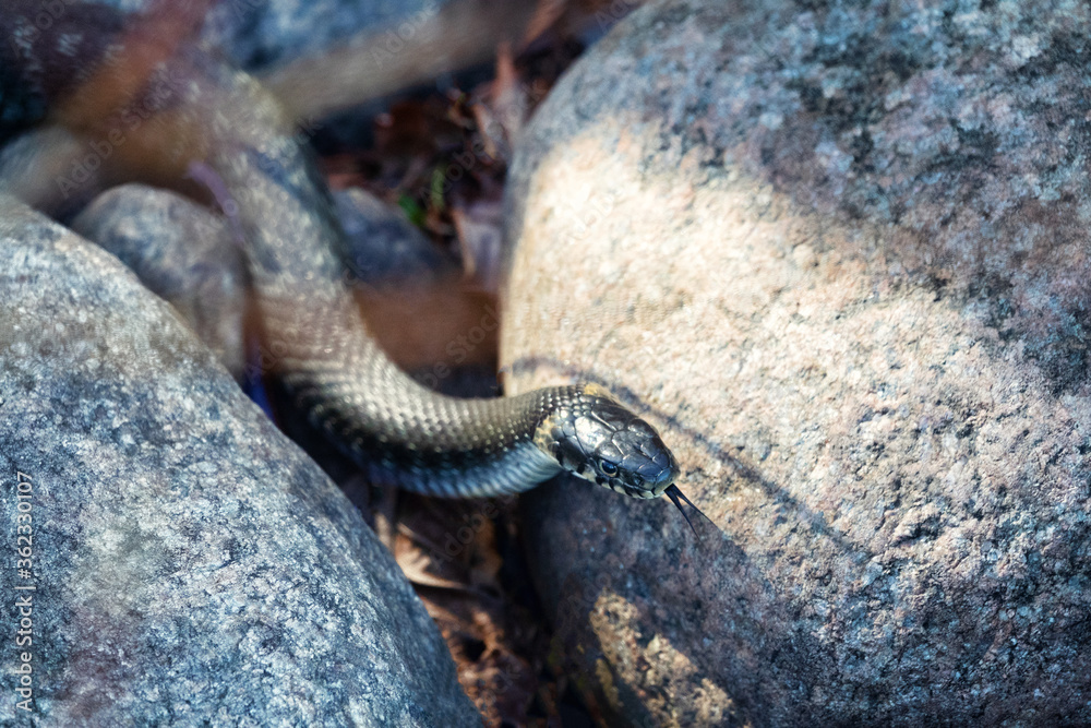 Stockfoto Common Grass-snake (Natrix natrix) from the East Baltic sea ...