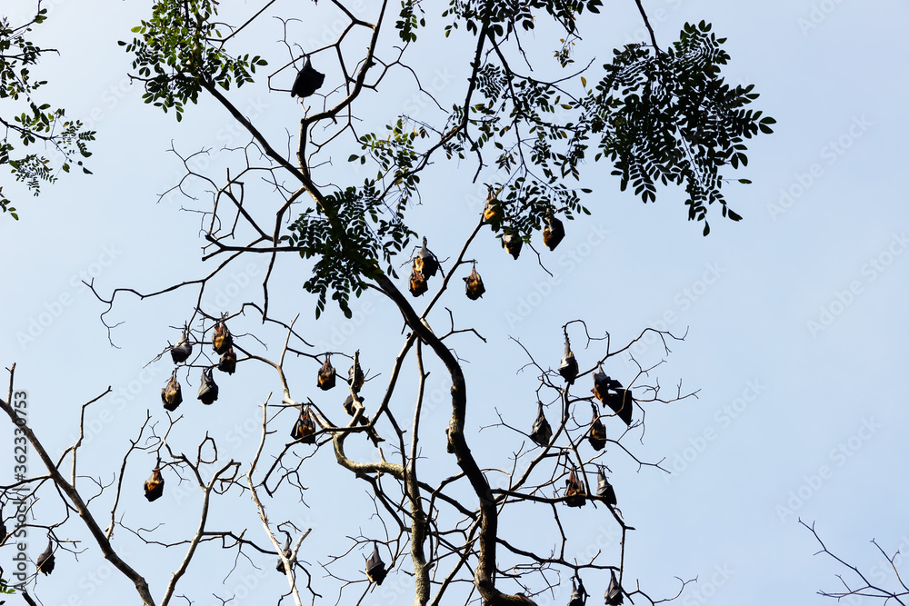 Many Indian flying fox (Pteropus giganteus) hang from a tree during the ...
