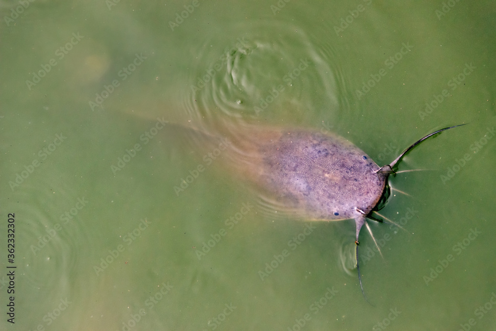 Foto de Walking catfish (Clarias batrachus) feed on the surface of very ...
