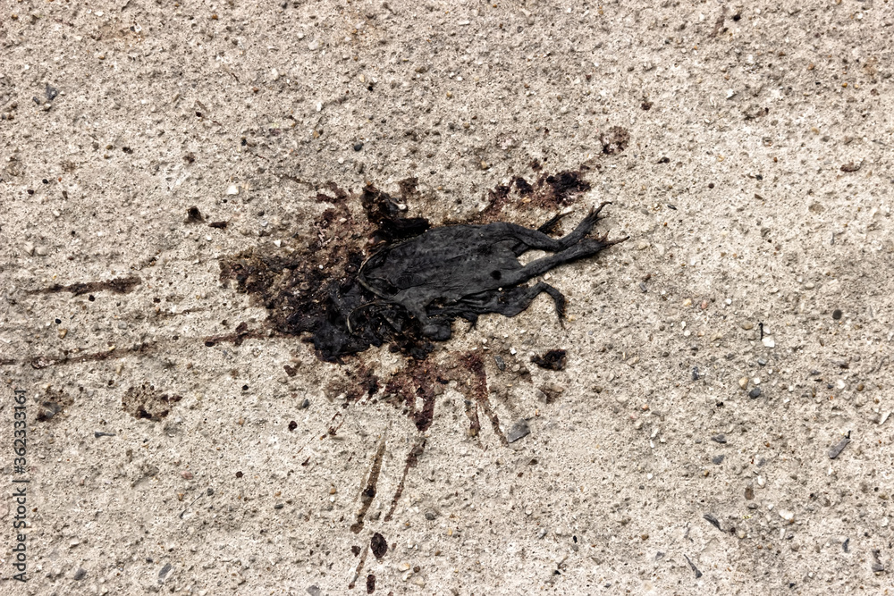 Toad is crushed on road suddenly by wheel of your car. Image looks ...