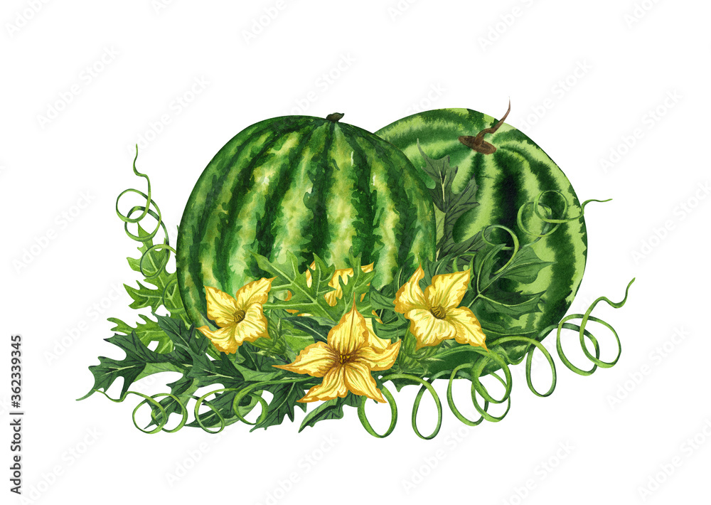 Watercolor illustration of two whole watermelons with green leaves and ...