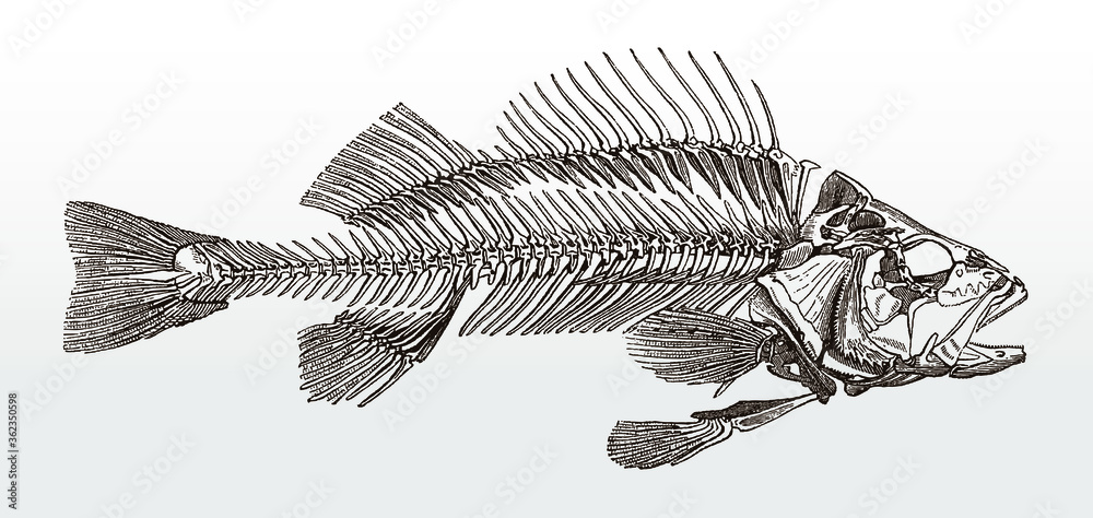 Skeleton of perch in side view, after antique illustration from 19th ...