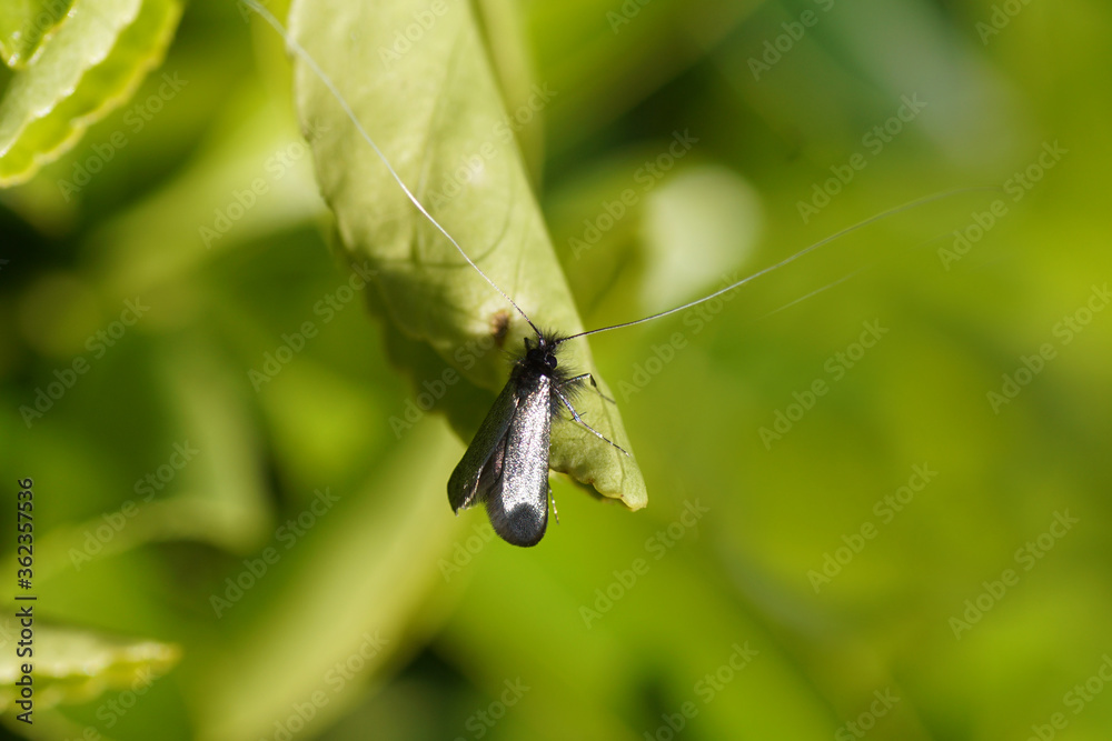 Male green longhorn (Adela reaumurella), moth family Adelidae, the ...