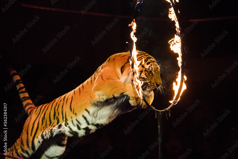 Circus.Tiger jumps through fire Stock Photo | Adobe Stock