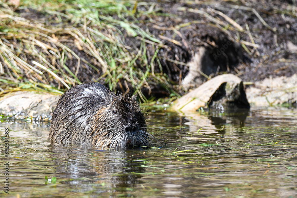 Nutria erwachsen und als Jungtier mit roten Zähnen und isch putzen ...