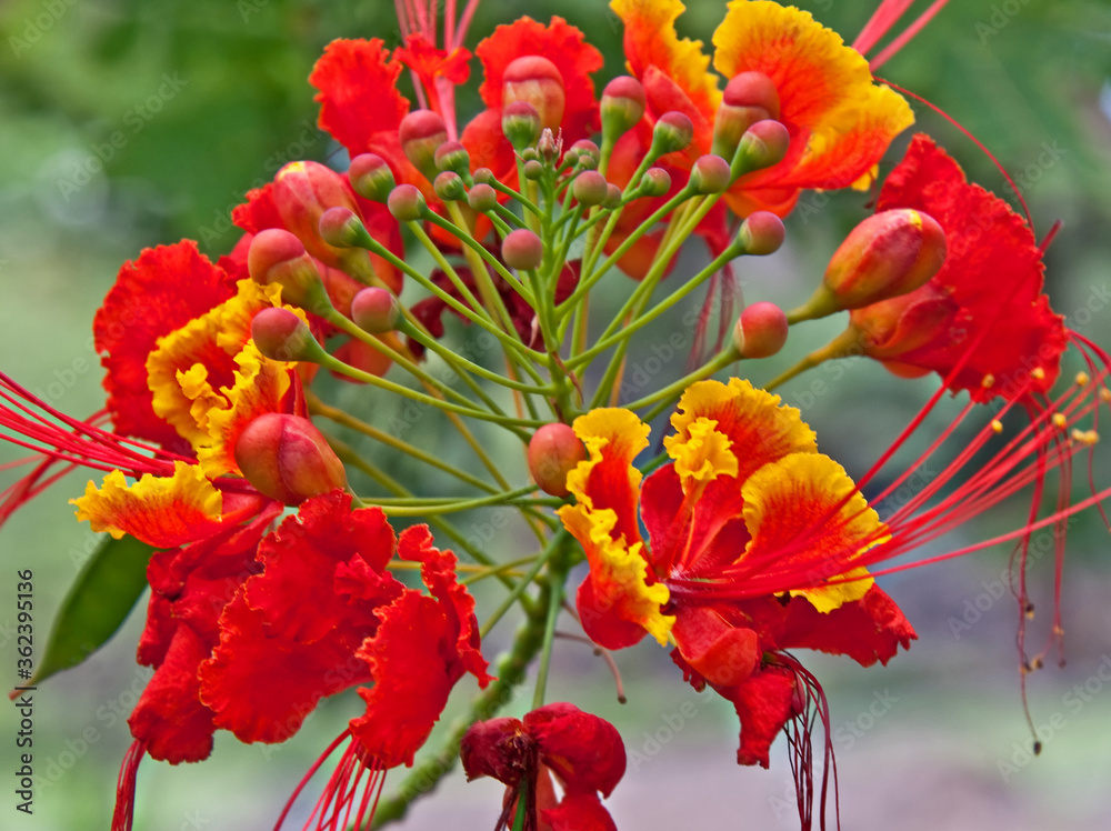 Tropical Flower Names