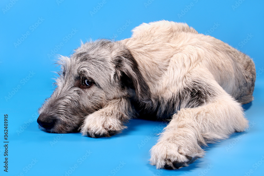 Blue Irish Wolfhound