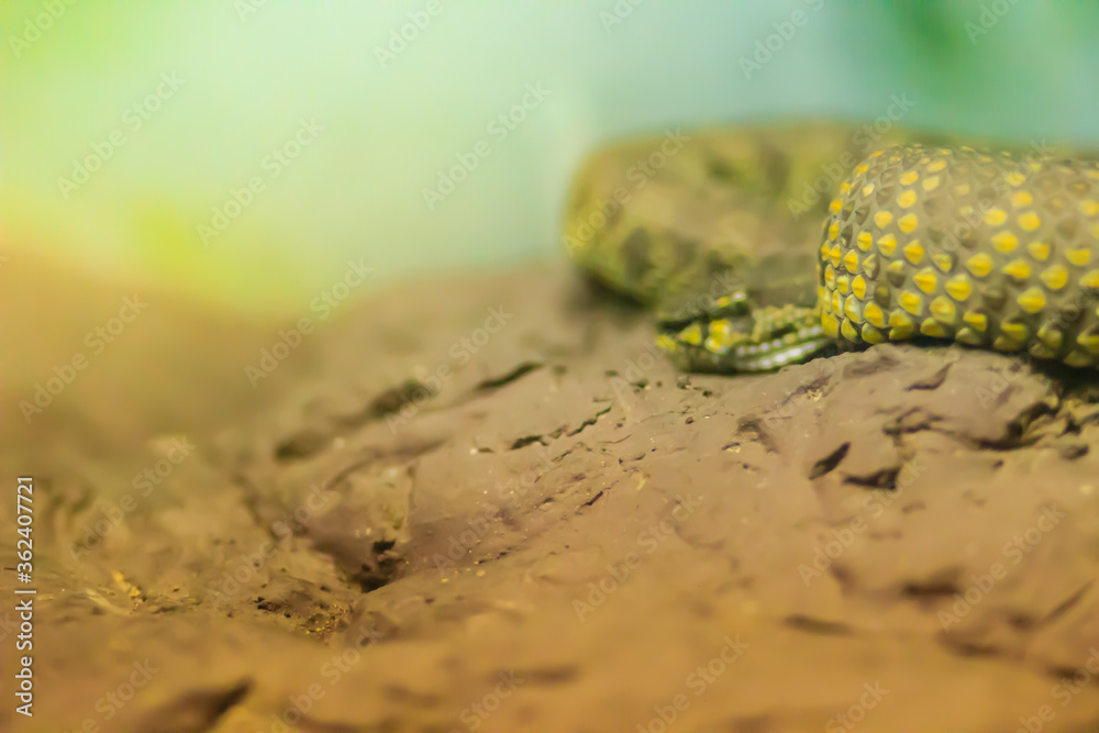 Fotka „The Shore pit viper, Mangrove pit viper, or Mangrove viper ...