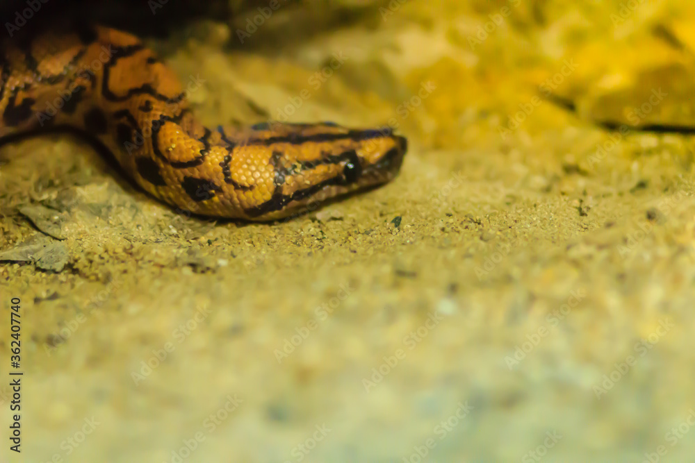 Cute Brazilian rainbow boa snake, a medium-sized terrestrial boa native ...