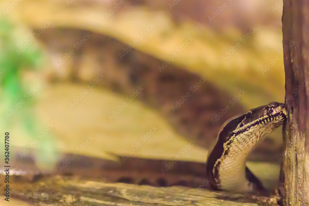 Cute Brazilian rainbow boa snake, a medium-sized terrestrial boa native ...